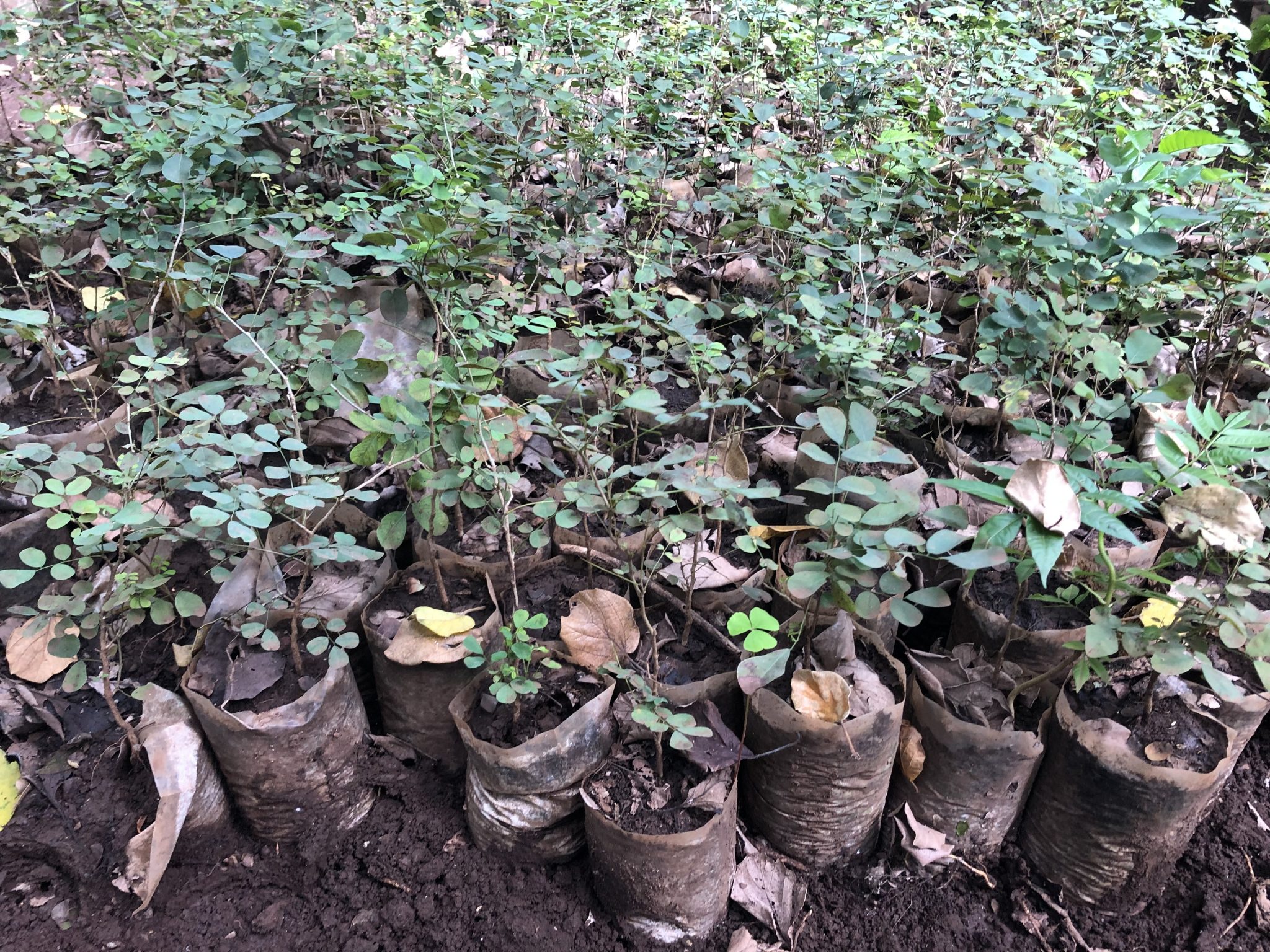 MPINGO: A CLOSER LOOK – International Clarinet Association